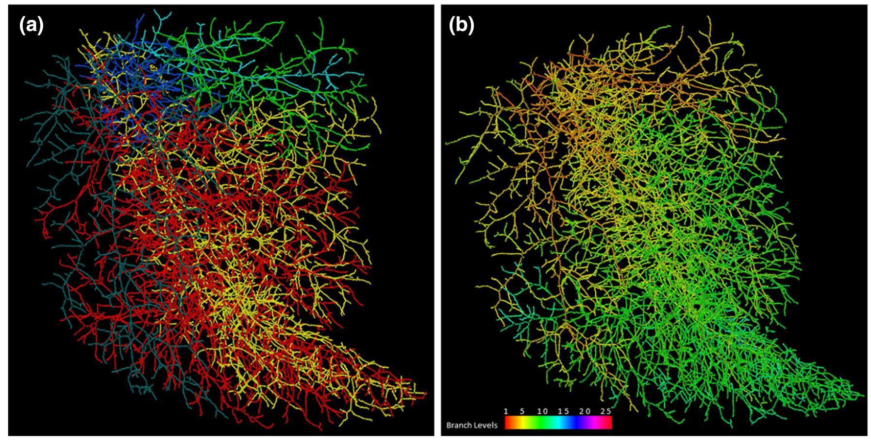 Quantitative analysis of 3D vasculature for evaluation of angiogenesis ...