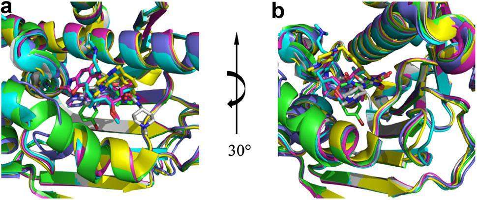 Discovery of a novel small inhibitor RJ19 targeting to human Hsp90