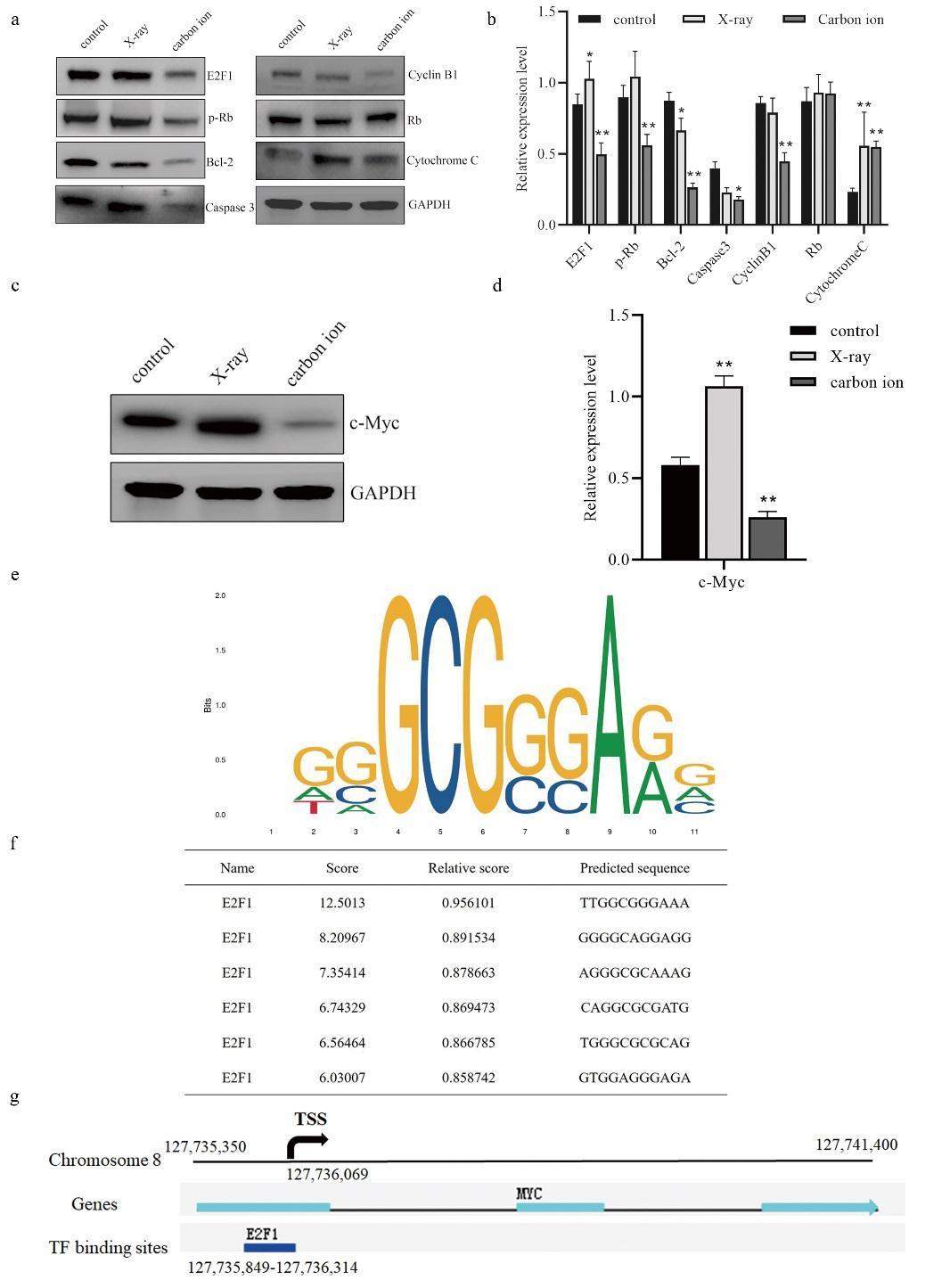 Carbon ion irradiation-induced DNA damage evokes cell cycle arrest and ...