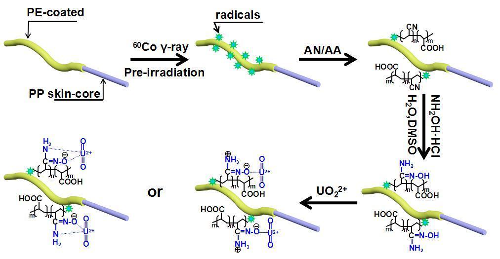 Preparation of amidoxime-based PE/PP fibers for extraction of uranium ...