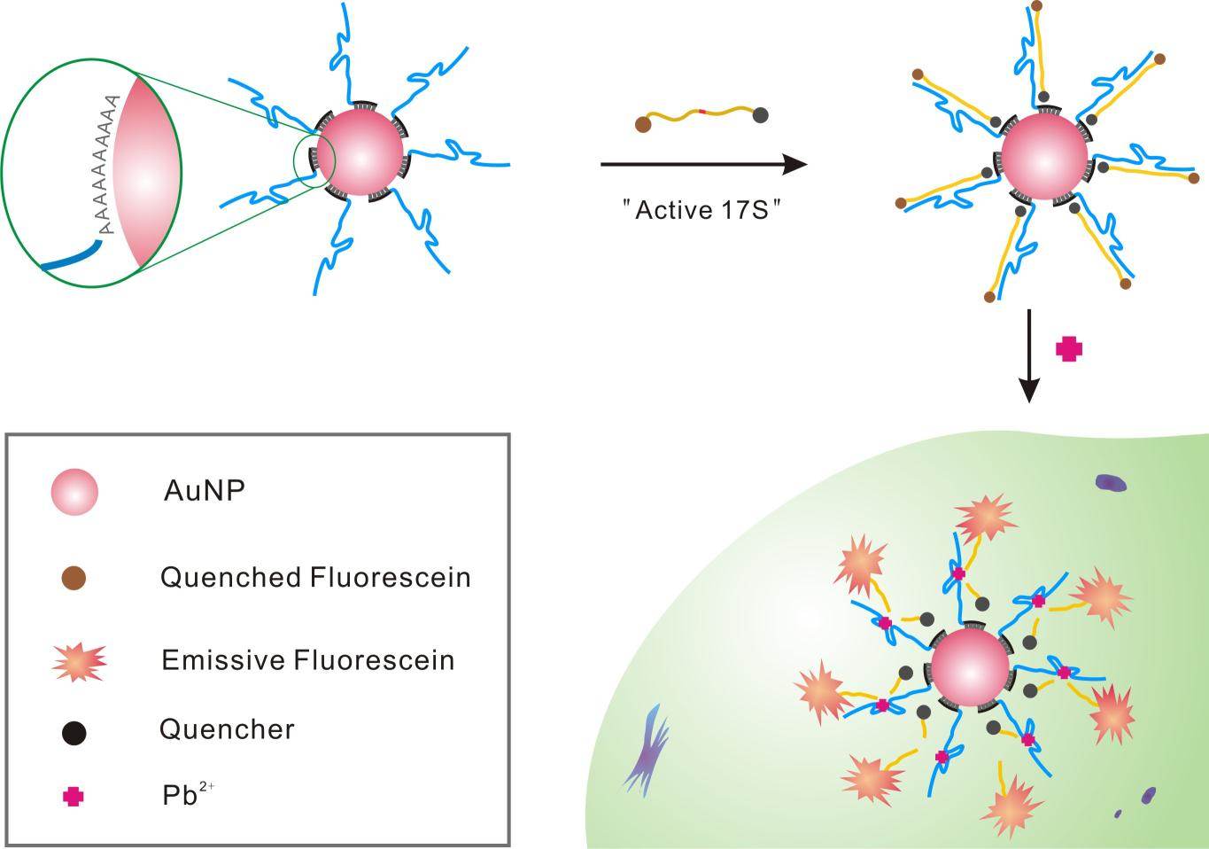 Protein-mimicking nanoparticle (protmin)-based nanosensor for ...